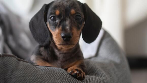 Dachshund's Wide-Eyed Look Over Black Lab's Loud Barking Goes Viral