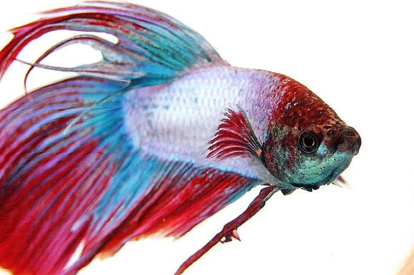 Why These Fish Build Nests as Complex as Birds - NewsBreak