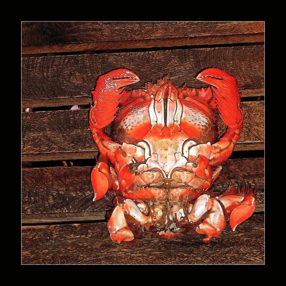 16 Types of Crabs in the Philippines Every Marine Enthusiast Should ...