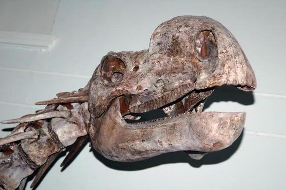 Muttaburrasaurus Langdoni: Here’s What We Know - NewsBreak