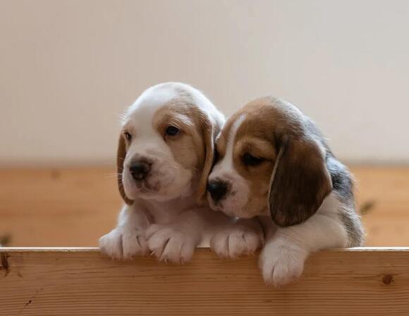 10 Best Dog Breeds For Couples Starting a Home (And 5 You Don’t Want to ...