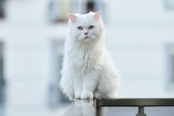 12 Most Hilarious Cat Behaviors That Will Make You Laugh - NewsBreak
