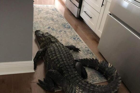 Florida woman finds huge 7-foot-11 alligator in her kitchen after ...
