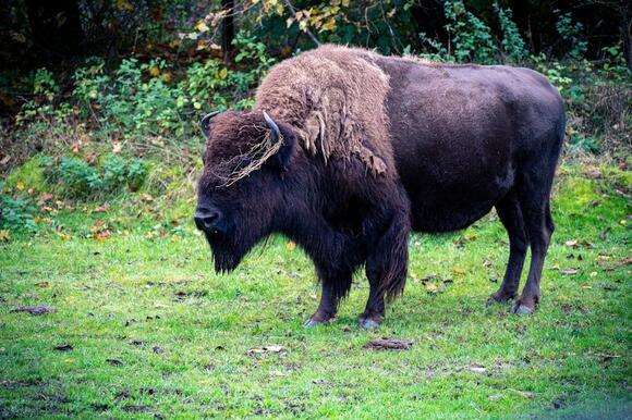 10 Fascinating Spirit Animal Myths and Their Cultural Meanings - NewsBreak