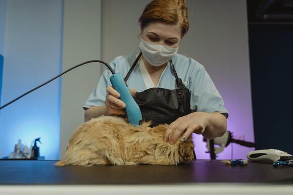 Cat Owner Discovers Beloved Pet Bertie Held Down and Shaved - NewsBreak