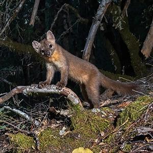Pint-sized forest predator fights off extinction in the Pacific ...