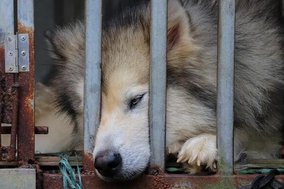 Scammers Draining Bank Accounts of Animal Lovers in Seconds: The Dark ...