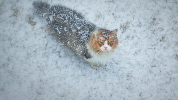14 Cats That Can Survive Harsh Winter Climates - NewsBreak