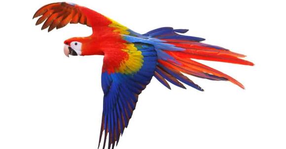 Discover 8 Animals that Represent and Are Associated With the Sun ...