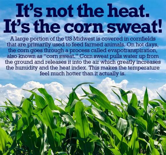 Corn sweat: Crop moisture amplifies humidity and heat in U.S. Midwest