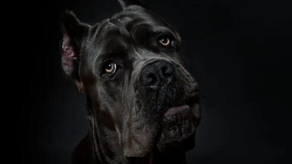 Recommended Cane Corso Health Screenings - NewsBreak