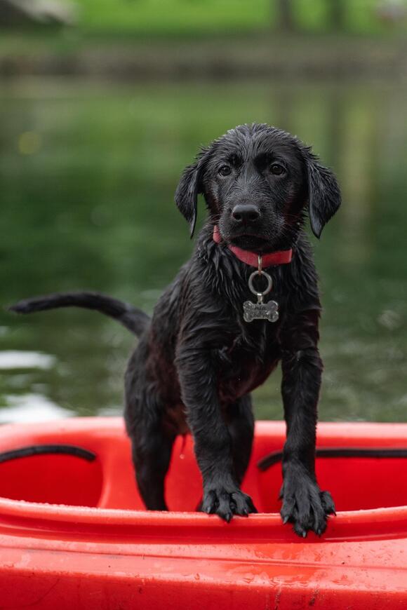 9 Pet Friendly Road Trips in America That Actually Deliver Everything ...