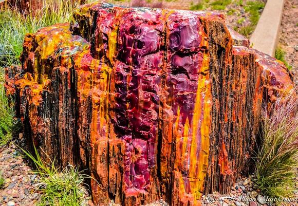 The Forest That Turned to Stone: Fossilized Wood and Ancient Clues in ...