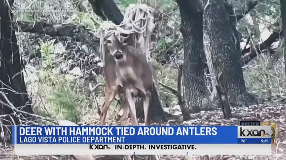 An ’emo’ deer was spotted in a Texas town, but wildlife experts say he ...