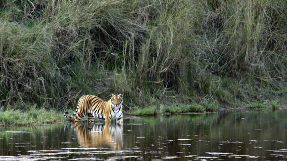 10 Land Animals That Are Surprisingly Great Swimmers - NewsBreak