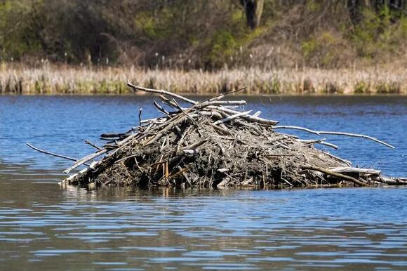 11 Incredible Facts About Beavers That Quietly Reshape Entire ...