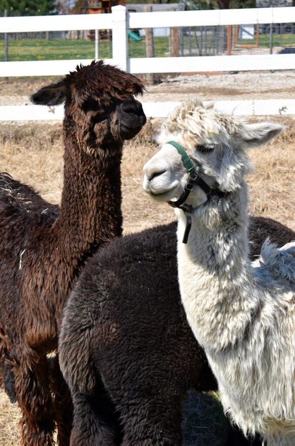 Blue Springs farm, retail space invites city diners to the orchard for ...