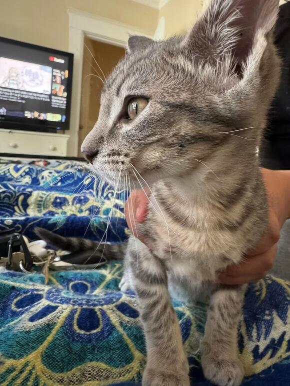 🐱 Playful & Sweet Cats Ready for Adoption in San Francisco - NewsBreak