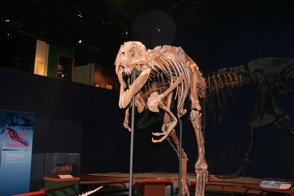 Tyrannosaurus Rex: Its Life Cycle Reveals More About Survival Than We ...