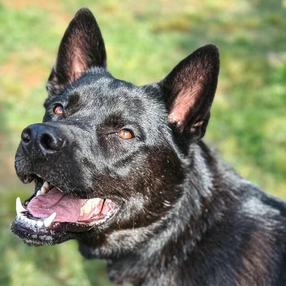 🐶 Playful, Loyal & Loving Dogs Ready for Adoption in Salem - NewsBreak