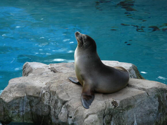 Could You Survive Falling Into a Frozen Lake With Seals Beneath the Ice ...