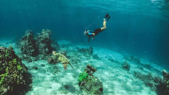 Where to Swim Alongside Dolphins in Open Water - NewsBreak