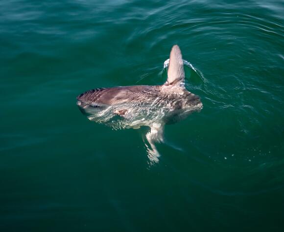 The Fish That Forgot Its Tail: Why Sunfish Look Like a Mistake - NewsBreak