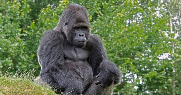 Gorilla Reads Emily Brontë’s Wuthering Heights at Lincoln Park Zoo ...