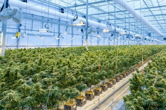 MN Cannabis Co. To Permanently Close All Retail Locations - NewsBreak