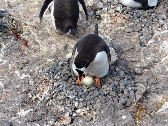 Penguins Propose With Pebbles - NewsBreak