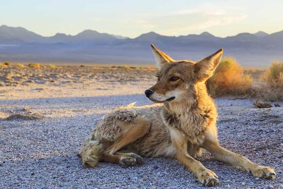 Discover 8 Animals that Represent and Are Associated With the Sun ...