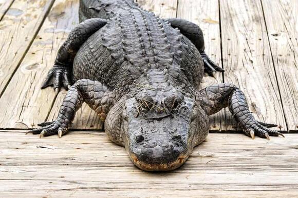 15 Unusual Predators That Hunt in Complete Darkness - NewsBreak