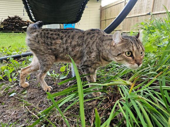 Highlander Cat Prices in 2024: Purchase Cost, Vet Bills, and Other ...