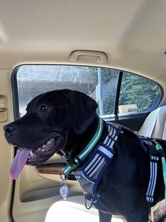 🐶 Playful, Gentle & Loyal Dogs Ready for Adoption in San Jose - NewsBreak