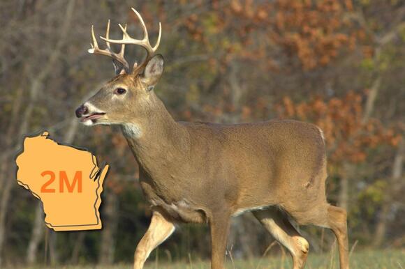 Wisconsin Deer Population Record-High Ahead Of Opener - NewsBreak