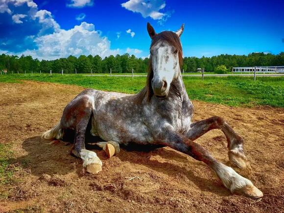 Horses Can Sleep Standing Up, But They Still Need to Lie Down - NewsBreak