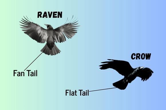 How to Identify Ravens and Crows in Arizona - NewsBreak