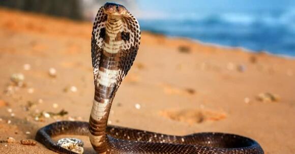 King Cobra vs Cobra: Do You Know the Difference? - NewsBreak
