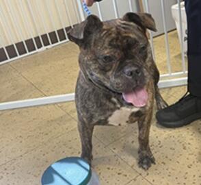 Lost Dog Stella Reunited With Owner - NewsBreak