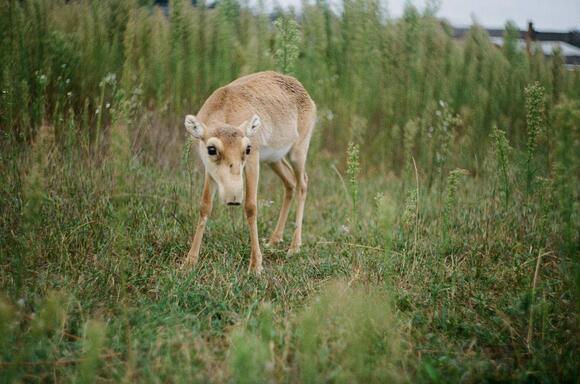 15 Creatures That Look Like They are from Another Planet - NewsBreak