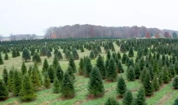 A Drone Tour Over Two Michigan Christmas Tree Farms - NewsBreak