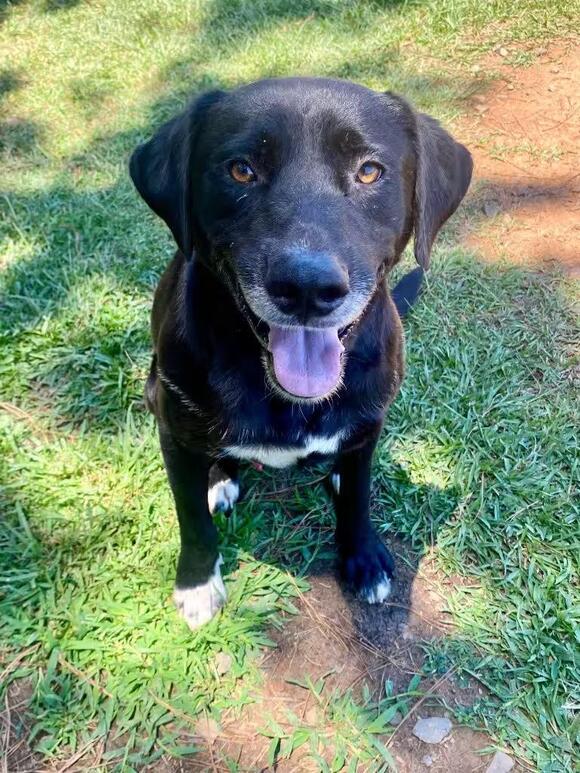🐶 Playful, Gentle & Loyal Dogs Ready for Adoption in Bryant - NewsBreak