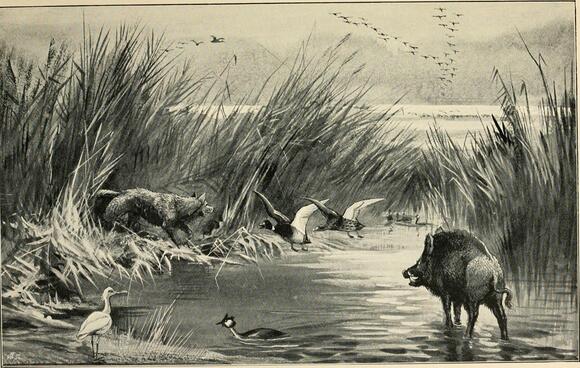 Halszkaraptor: The Semi-Aquatic Dino With a Swan Neck and Raptor Feet ...