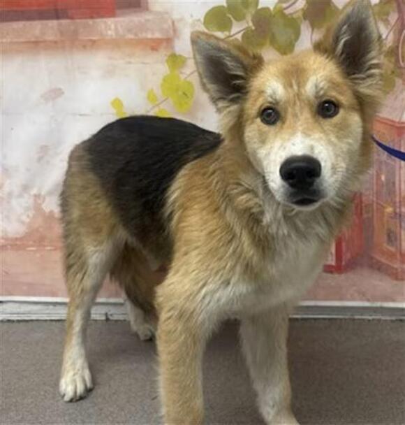 🐶 Playful, Gentle & Loyal Dogs Ready for Adoption in San Bernardino ...