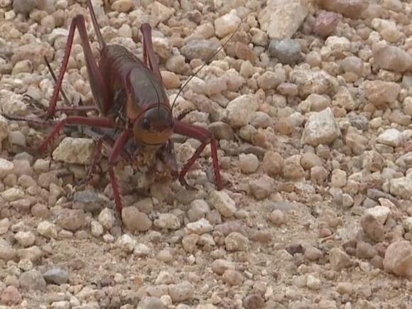 Mormon crickets are back in Southwest Idaho - NewsBreak
