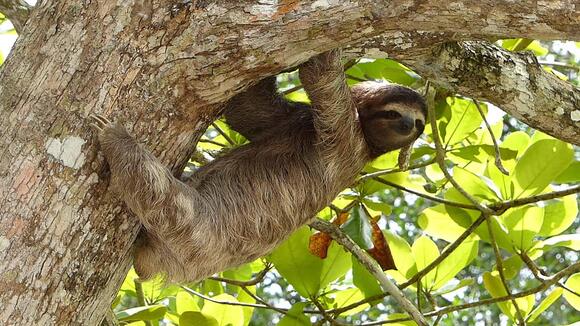 How Sloths Help Support Mini-Ecosystems in Their Fur - NewsBreak