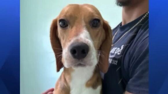 Rescued Beagle Named “Omelette” Thought Eaten by an Alligator Found ...