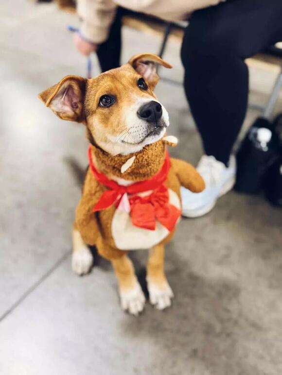 Trick-Or-Treat Budget Hits New High in Iowa as Candy Prices Soar ...