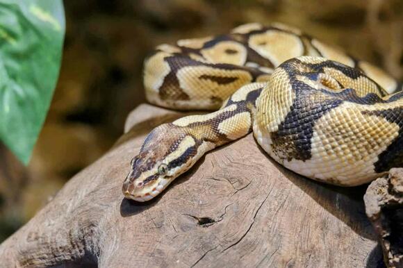 Why Ball Pythons Curl Into a Ball When Stressed - NewsBreak