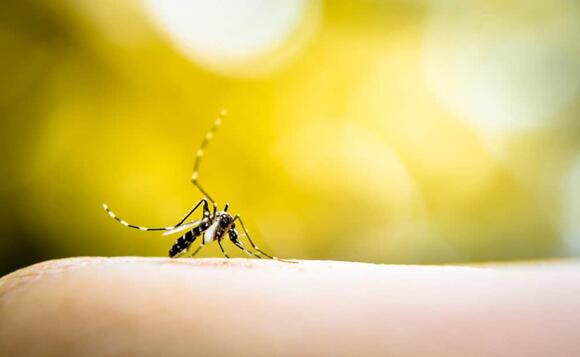 The World’s Most Dangerous Insect Kills Millions a Year - NewsBreak
